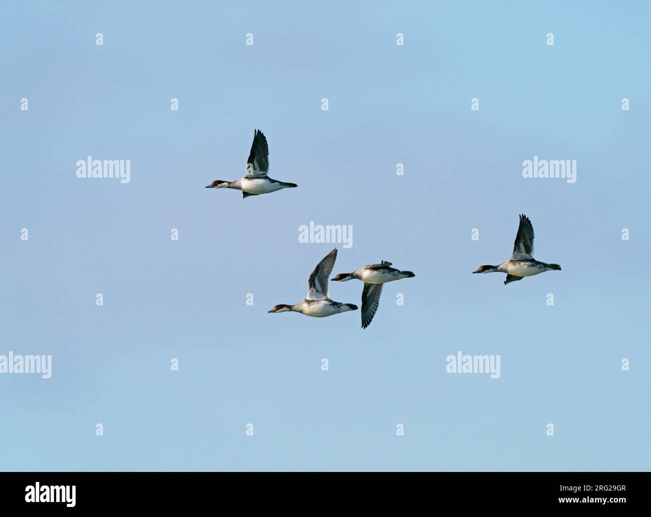 Flock of four Smew (Mergellus albellus) flying, migrating in blue sky ...