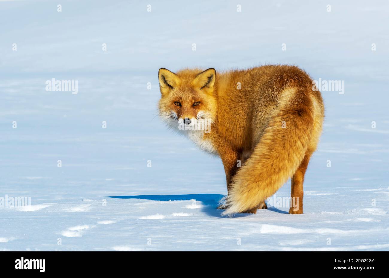 Ezo Red Fox (Vulpes vulpes schrencki) in the snow on Hokkaido in Japan. Also known as Sakhalin ...
