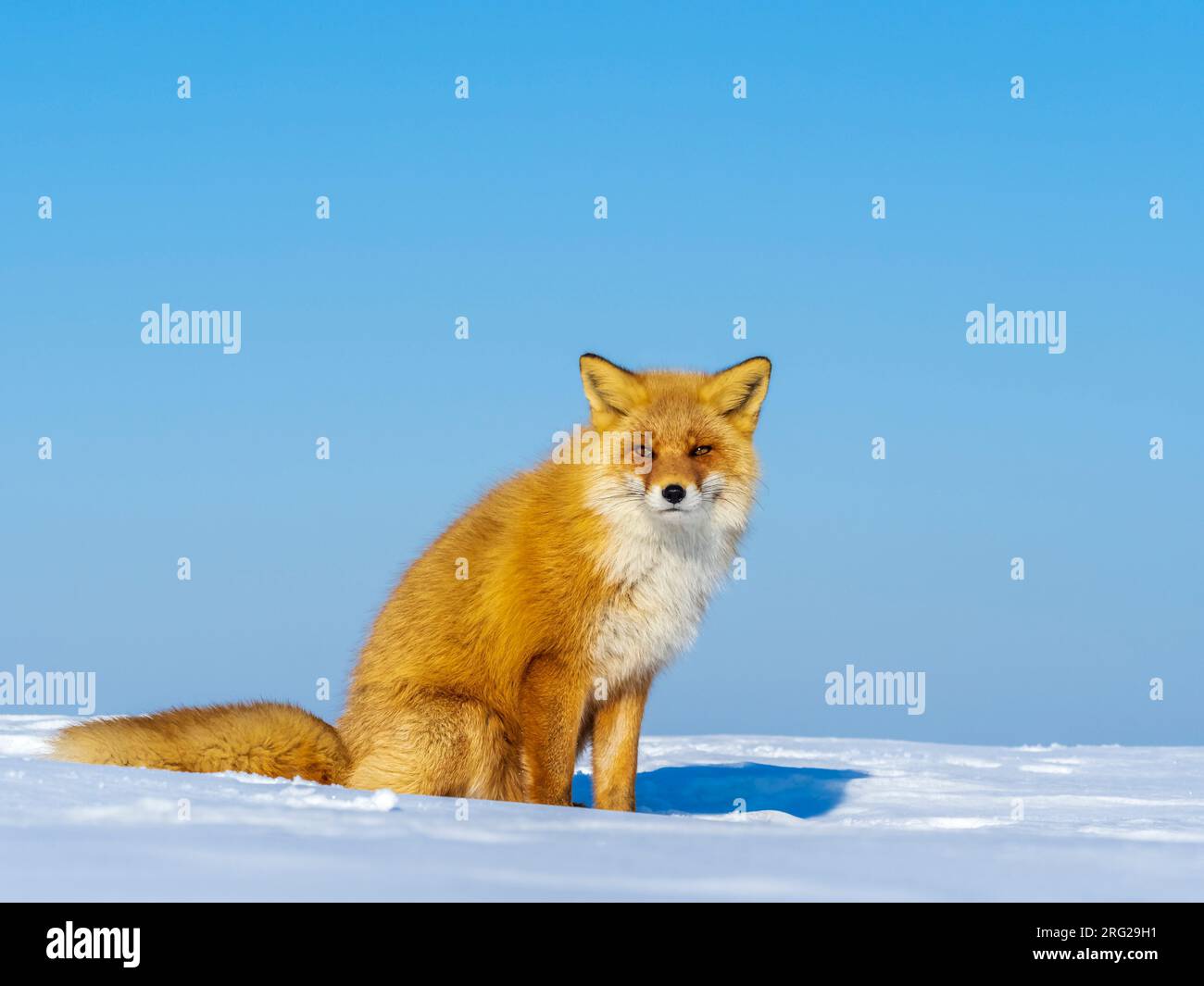 Ezo Red Fox (Vulpes vulpes schrencki) sitting in the snow on Hokkaido ...