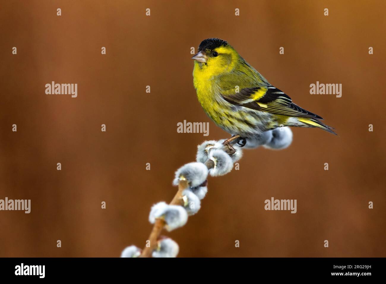 Italy siskin hi-res stock photography and images - Alamy