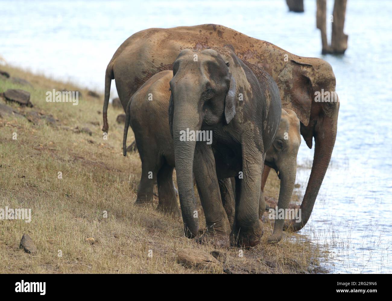 Asian Elephants (Elephas maximus indicus) in Periyar, Western Ghats ...