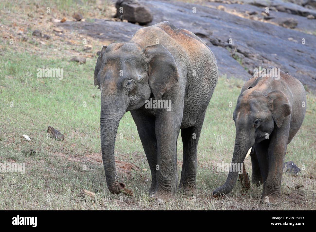 Asian Elephants (Elephas maximus indicus) in Periyar, Western Ghats ...
