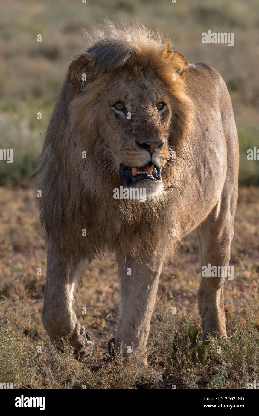 A male lion, Panthera leo, patrolling. Ndutu, Ngorongoro Conservation ...