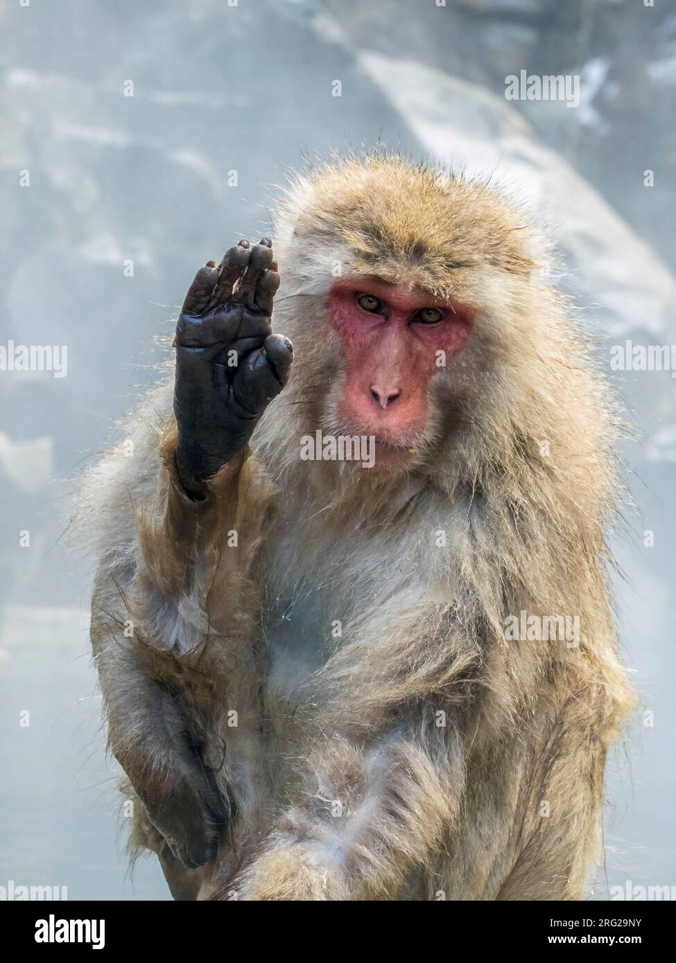 Japanese Macaque (Macaca fuscata), also know as Snow Monkey, in the ...