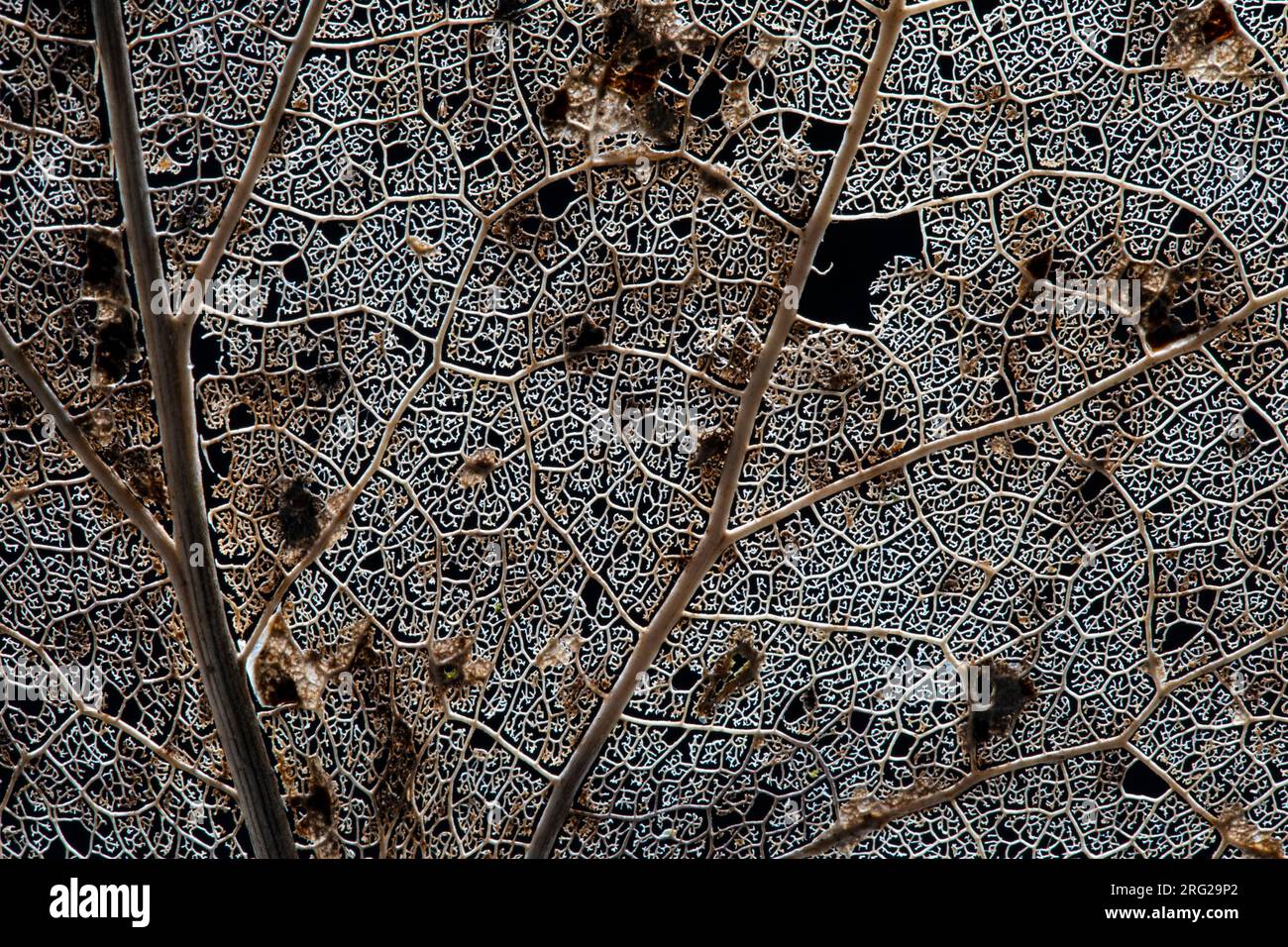 Tree leaf skeleton hi-res stock photography and images - Alamy