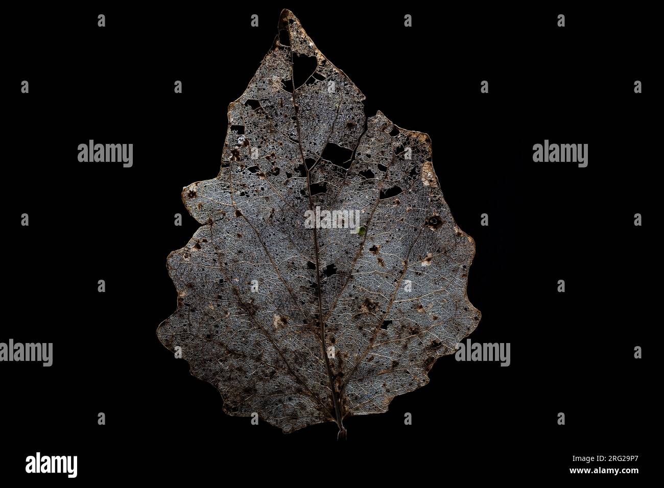 Skeleton of a tree leaf of a Poplar Stock Photo - Alamy