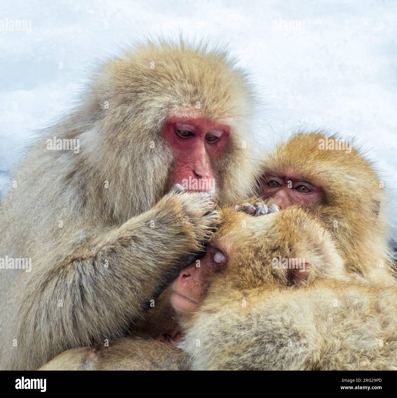 Three Japanese Macaques (Macaca fuscata), also know as Snow Monkey, in ...