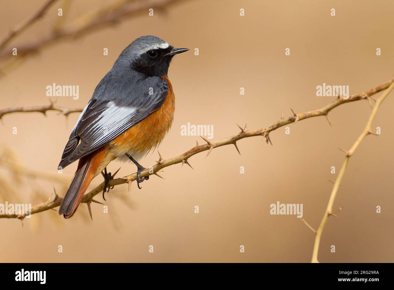 Codirosso; Common Redstart; Ehrenberg's Redstart; Phoenicurus ...