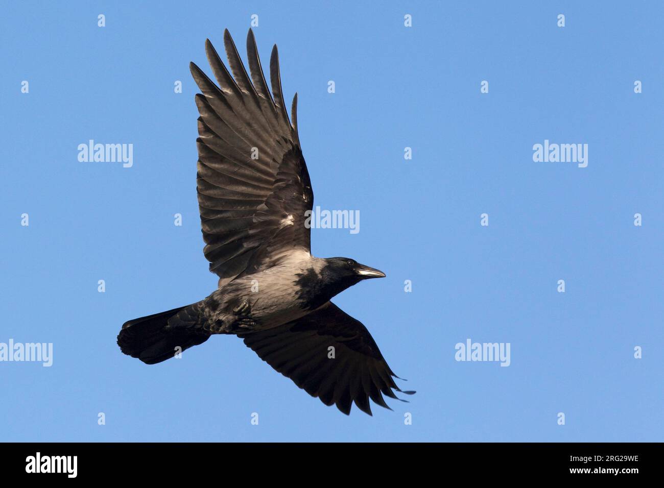 Hybrid Carrion x Hooded Crow in Germany Stock Photo - Alamy