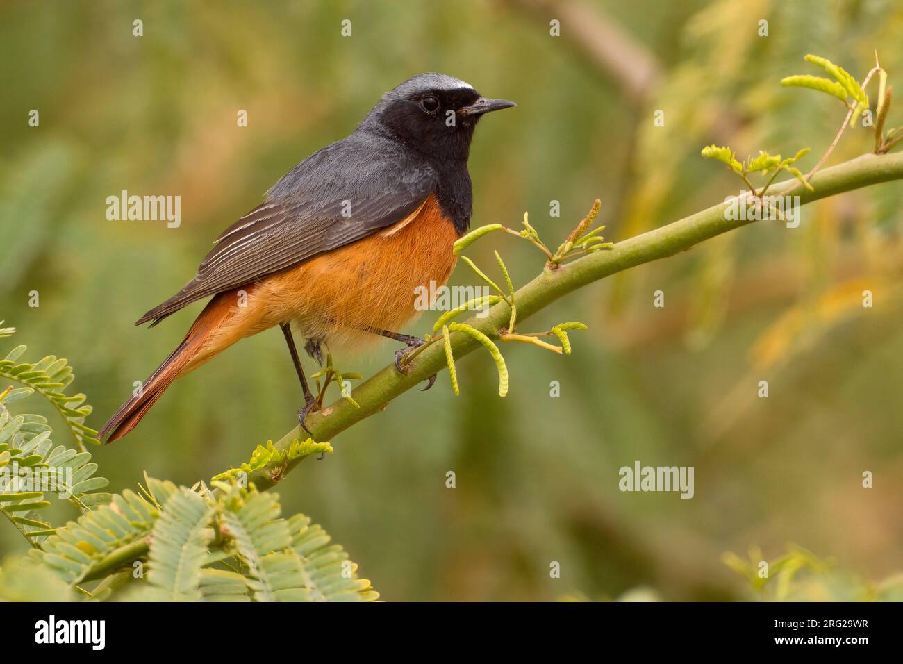 Codirosso spazzacamino; Black Redstart; Phoenicurus ochruros ...