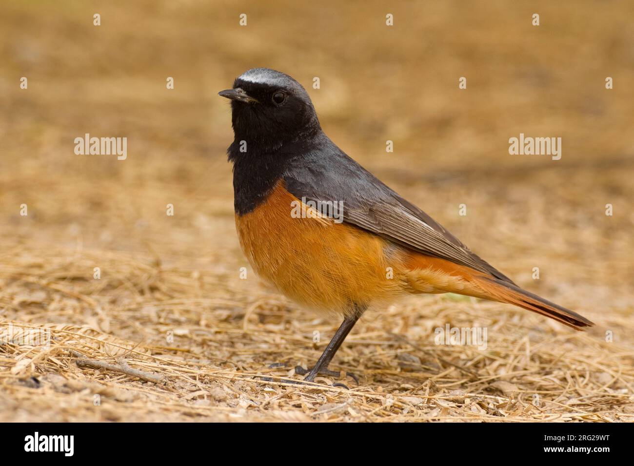 Codirosso spazzacamino; Black Redstart; Phoenicurus ochruros ...