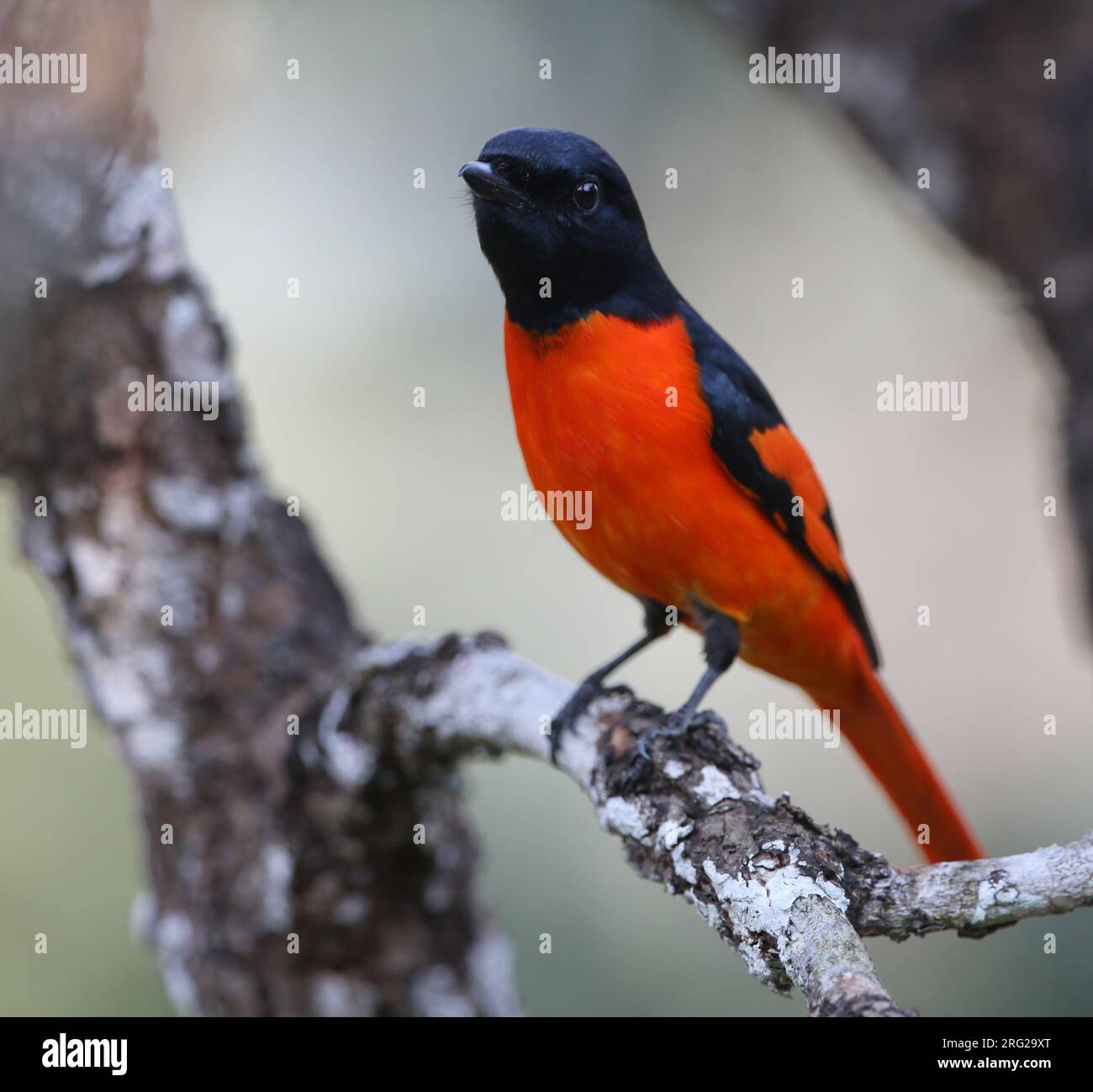 Pericrocotus speciosus hi-res stock photography and images - Alamy