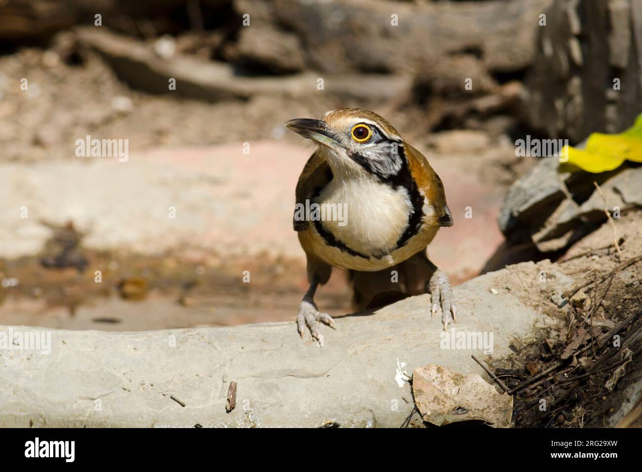 A close-up frontal view of a Greater Necklaced Laughingthrush visiting ...