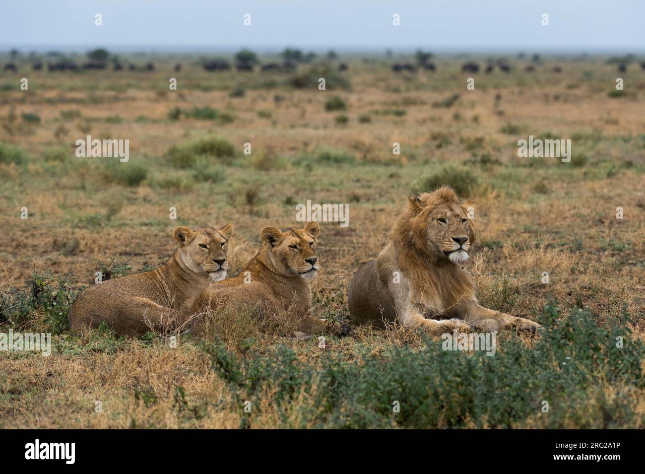 Three lions, Panthera leo, one male and two females, resting. Ndutu ...