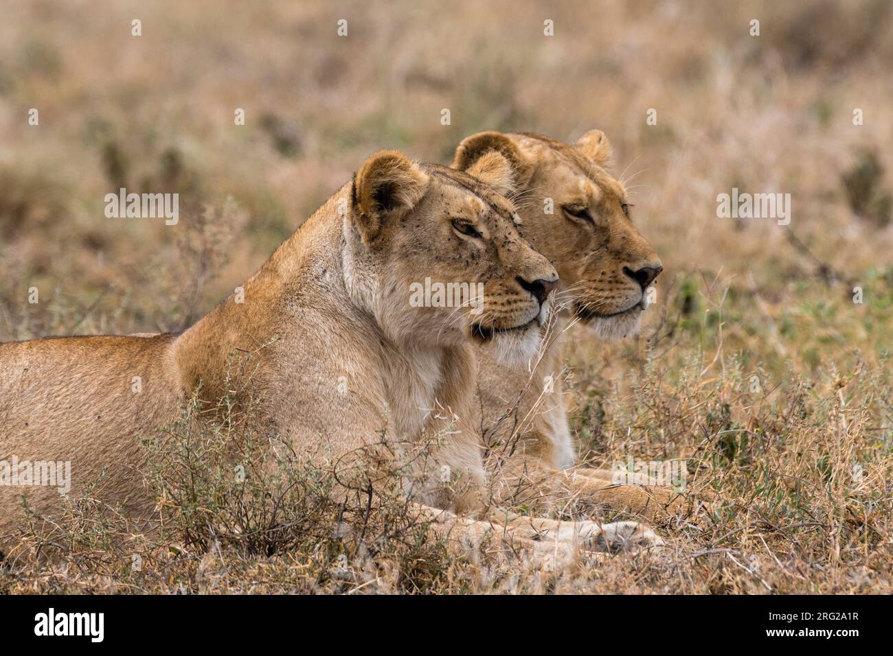Two lions, Panthera leo, resting side by side. Ndutu, Ngorongoro ...