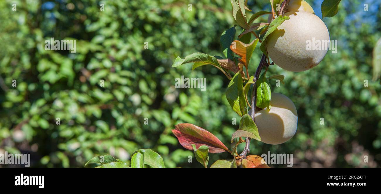 Fruits plantations hi-res stock photography and images - Alamy