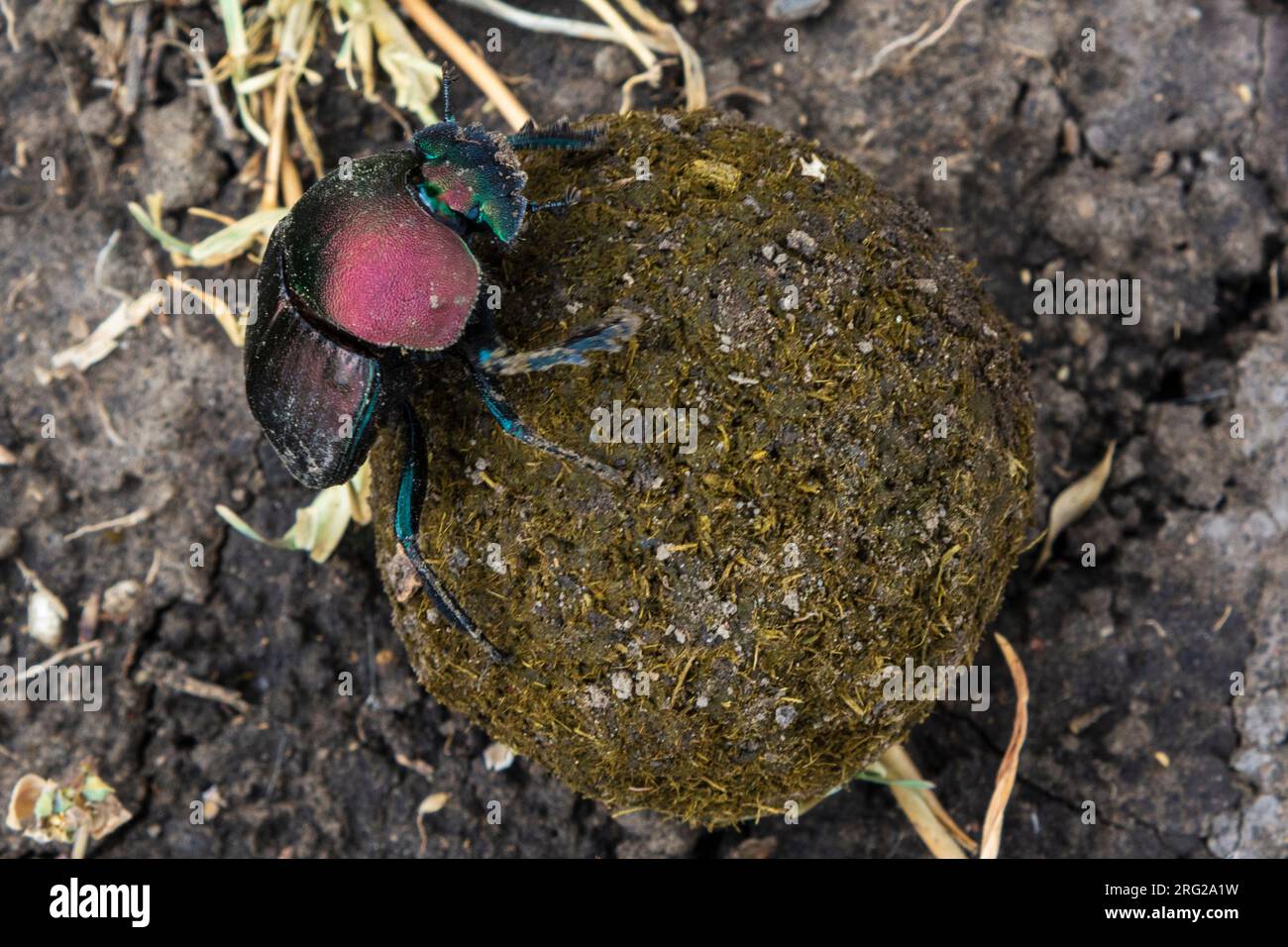 A dung beetle, Scarabaeidae, rolling dung. Ndutu, Ngorongoro ...