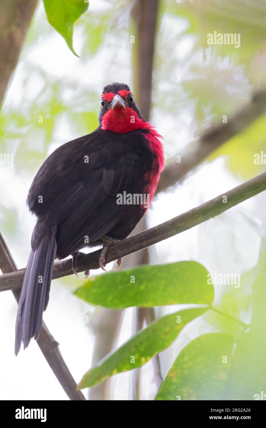 Male Rosy Thrush-Tanager (Rhodinocichla rosea) perched on a branch in a ...