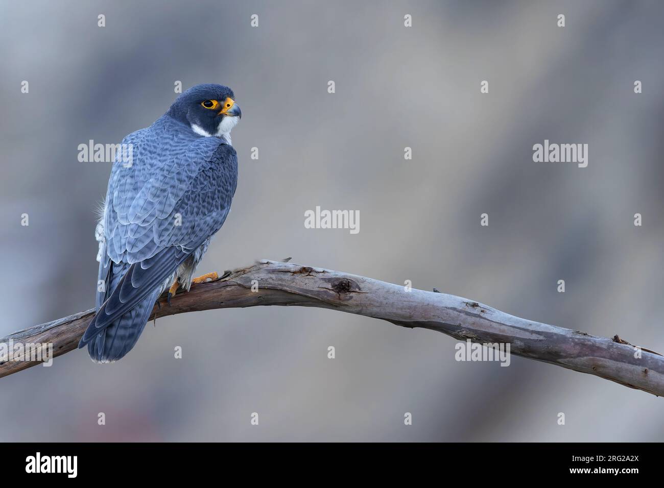 Adult American Peregrine Falcon (alco peregrinus anatum) at Point ...