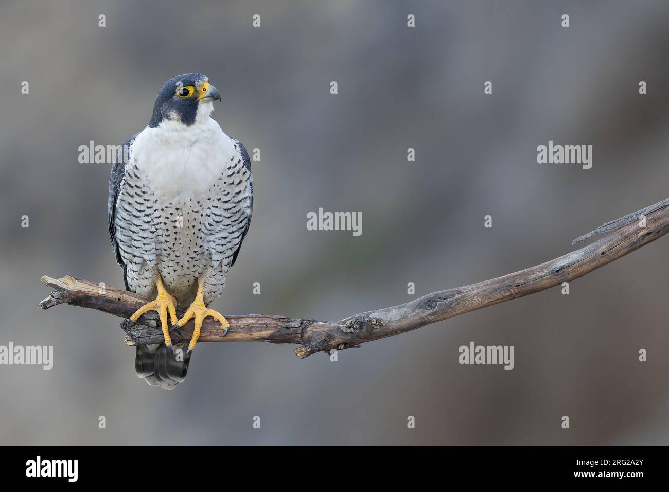 Adult American Peregrine Falcon (alco peregrinus anatum) at Point ...