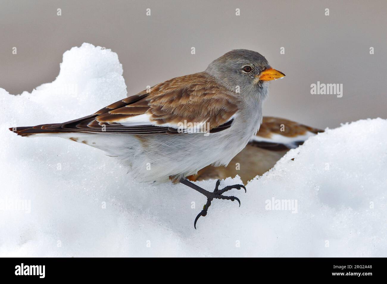 White-winged Snowfinch, Sneeuwvink, Montifringilla nivalis, male, man ...