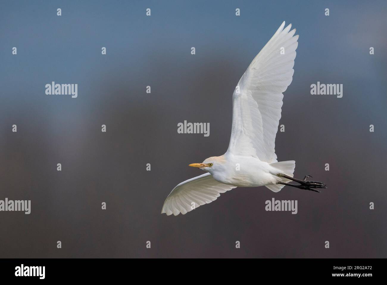 Volwassen Koereiger in de vlucht; Adult Cattle Egret in flight Stock ...