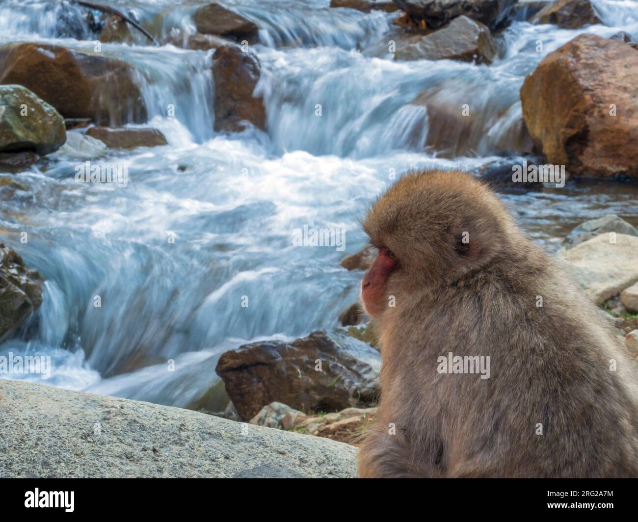 Japanese Macaque (Macaca fuscata), also know as Snow Monkey, in the ...