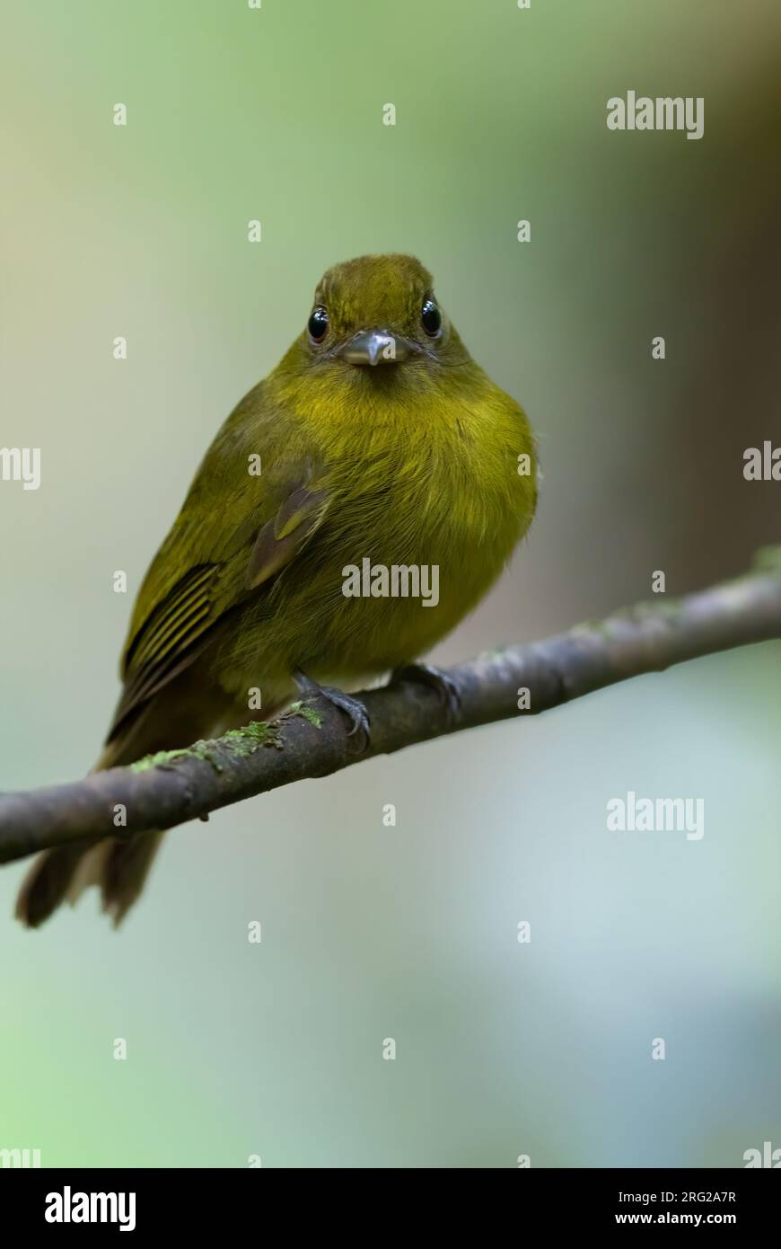 Sapayoa hi-res stock photography and images - Alamy