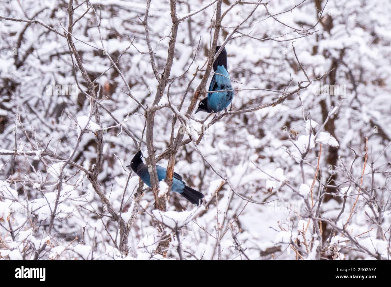 Steller's jay snow hi-res stock photography and images - Alamy