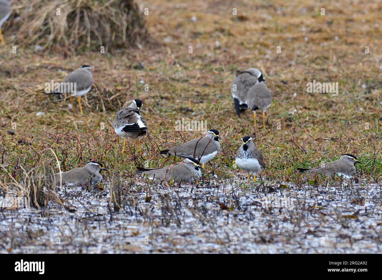 Endemic Spot-breasted Plover (Vanellus melanocephalus) in Ethiopia. An ...