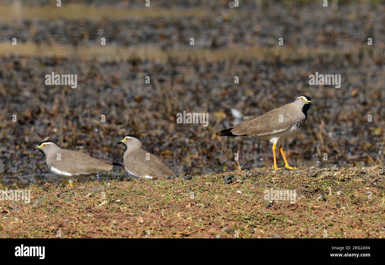 Endemic Spot-breasted Plover (Vanellus melanocephalus) in Ethiopia. An ...