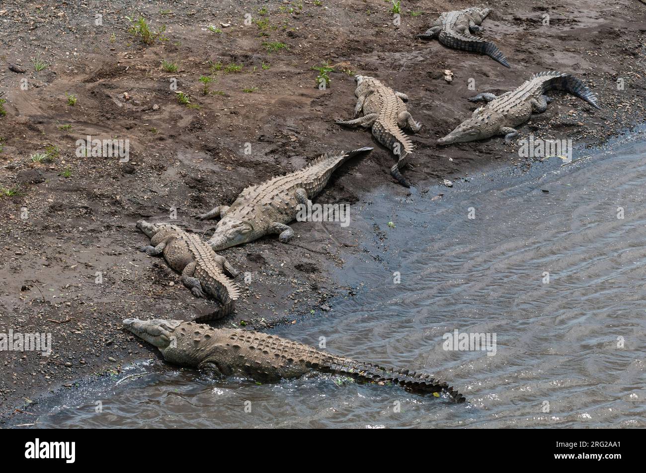 American crocodiles, Crocodylus acutus, basking on the banks of the ...