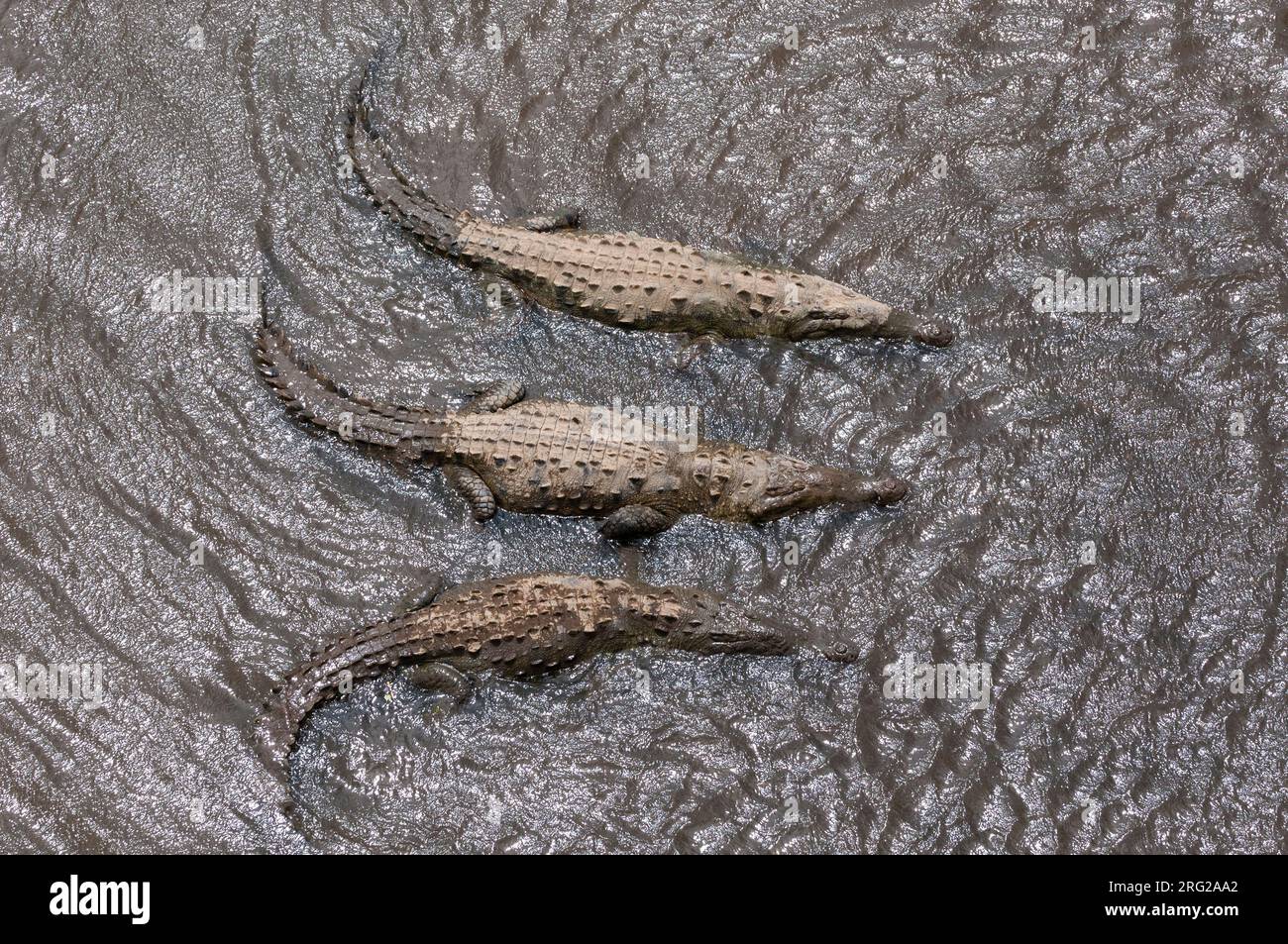 Three American crocodiles, Crocodylus acutus, side-by-side in a muddy ...