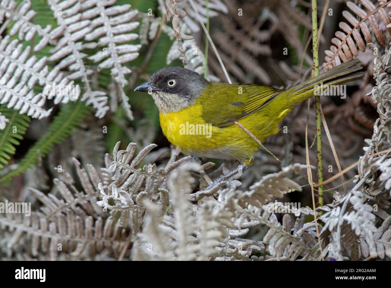 Common Bush Tanager (Chlorospingus flavopectus nigriceps) at Serrania ...