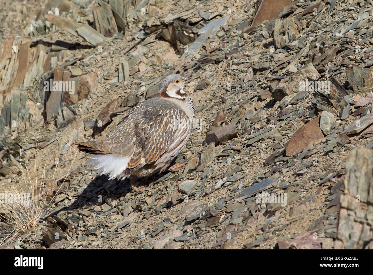 Tetraogallus himalayensis hi-res stock photography and images - Alamy