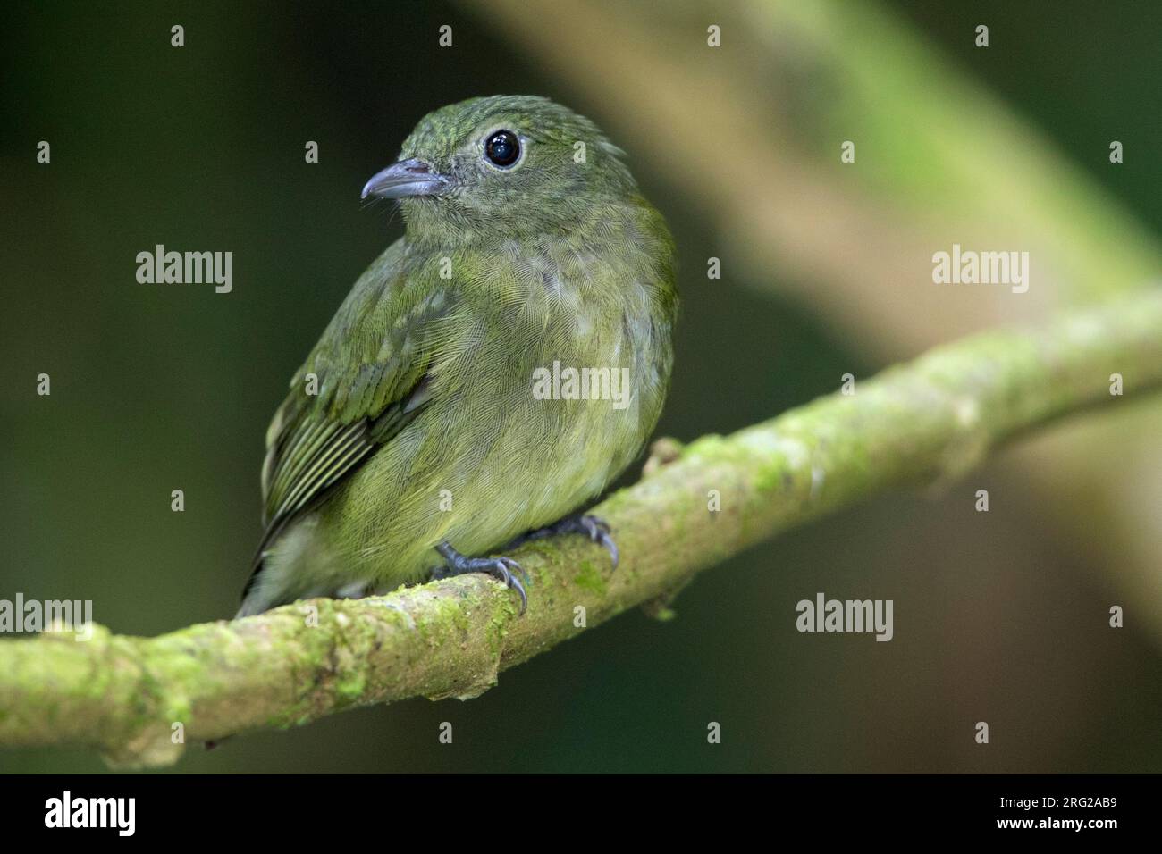 Green Manakin (Cryptopipo holochlora litae) at Farallones National Park ...
