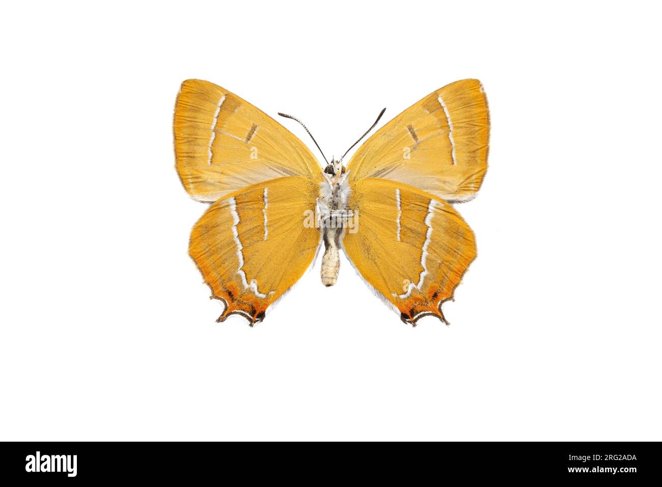 Male brown hairstreak hi-res stock photography and images - Alamy