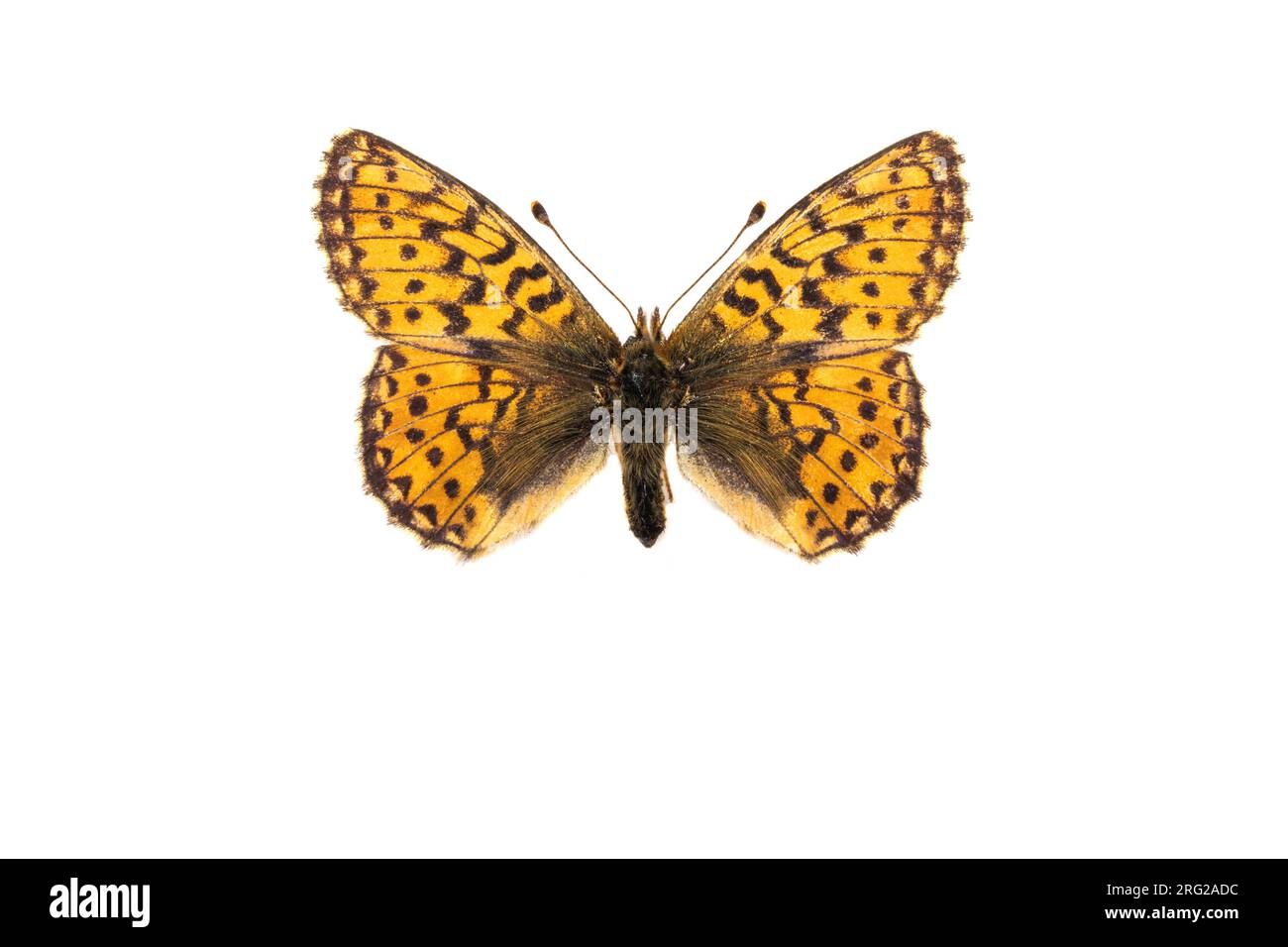 Cranberry Fritillary, Veenbesparelmoervlinder, Boloria aquilonar Stock ...