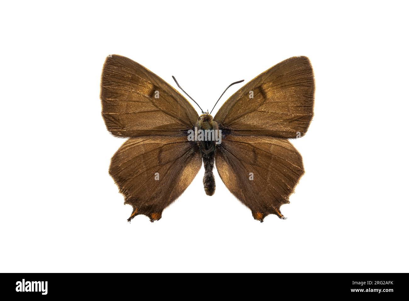 Male brown hairstreak hi-res stock photography and images - Alamy