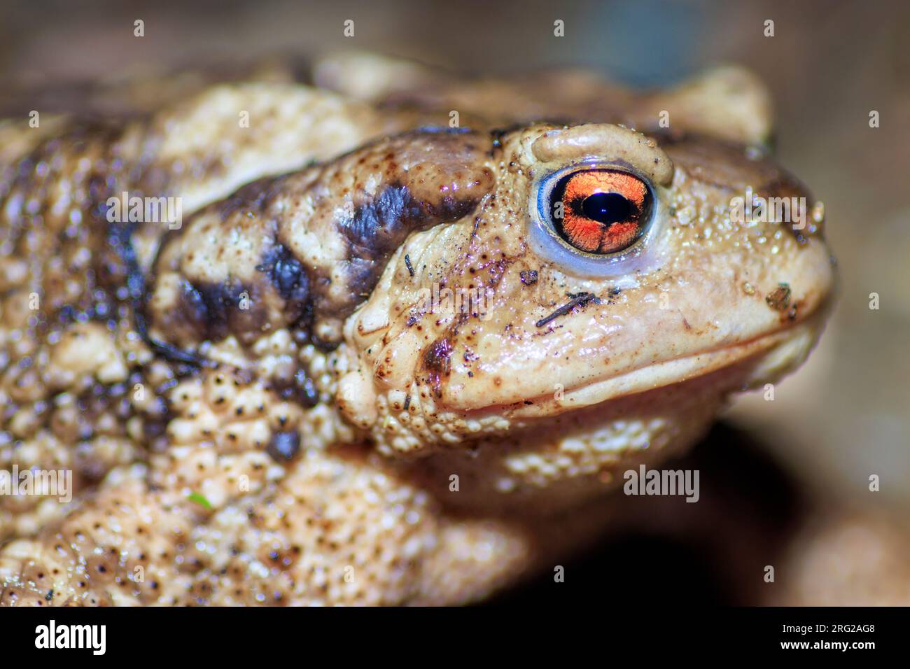 Crapaud épineux (Bufo spinosus) taken the 03/03/2022 at La Croix-Valmer ...