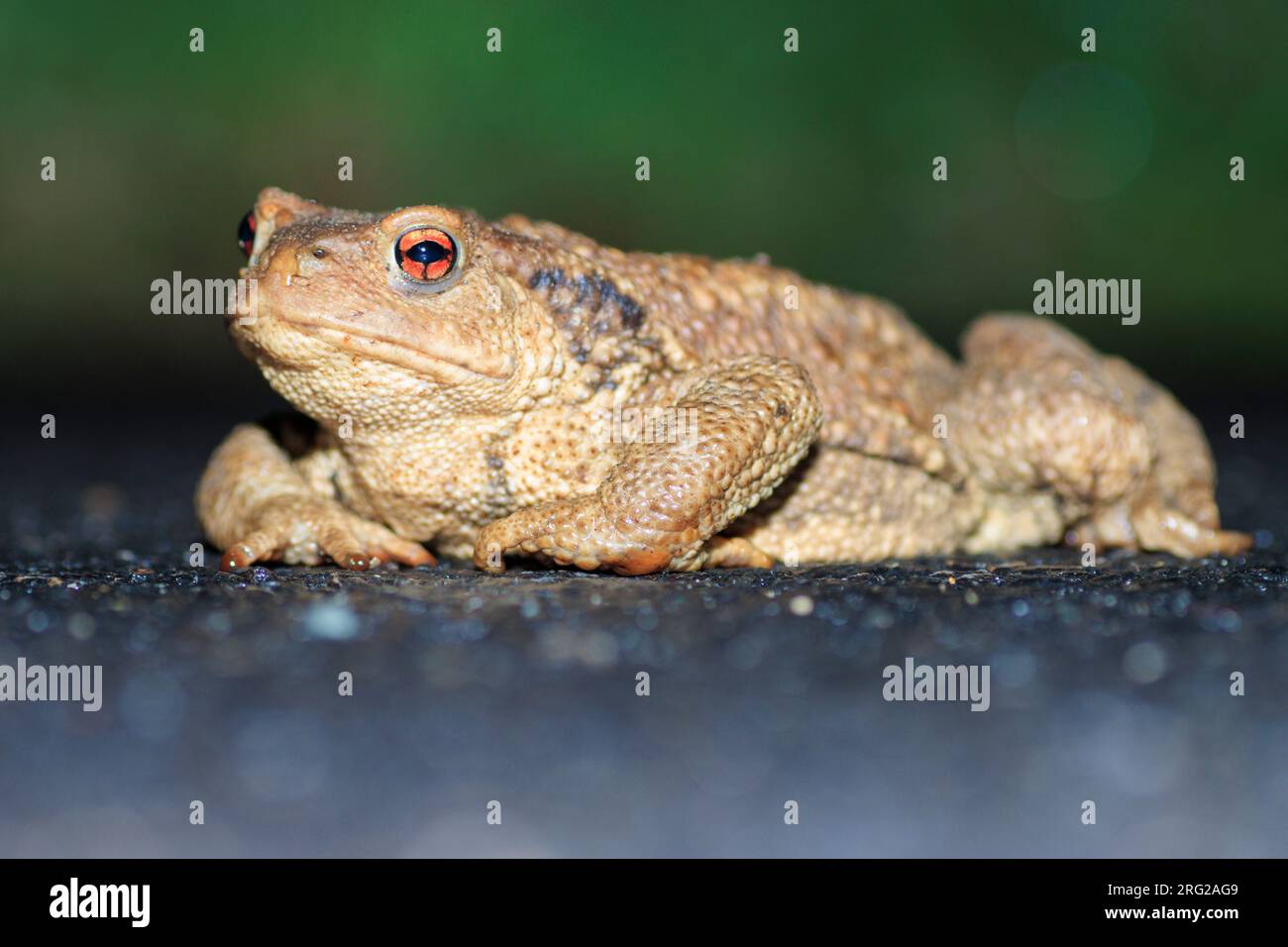 Crapaud épineux (Bufo spinosus) taken the 03/03/2022 at La Croix-Valmer ...