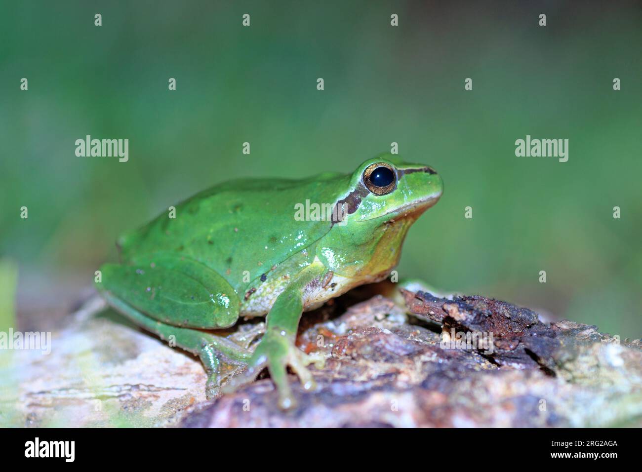 Stripeless Tree Frog (Hyla meridionalis) taken the 03/03/2022 at La ...