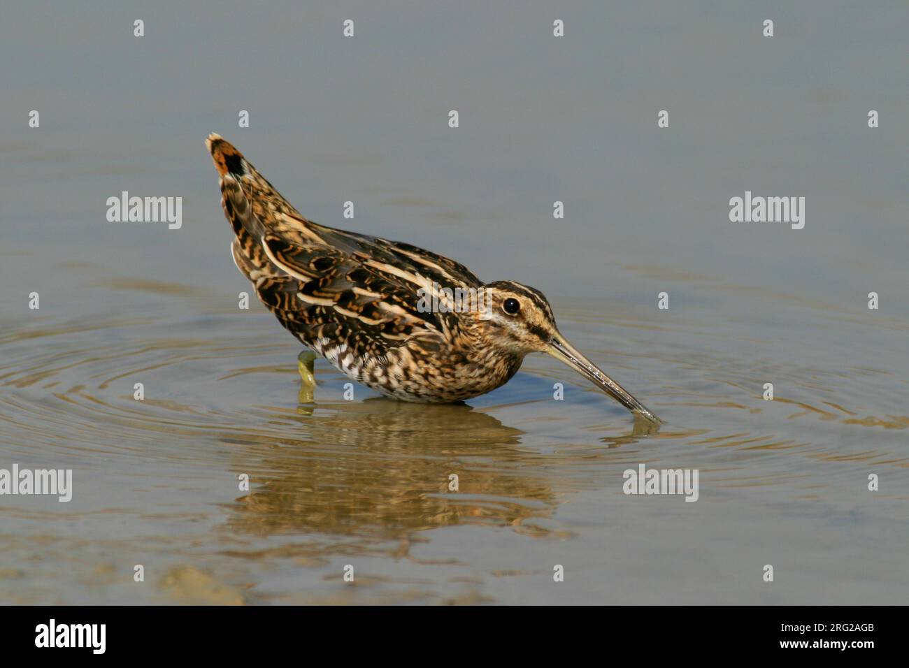 Common Snipe standing in the water; Watersnip staand in het water Stock ...