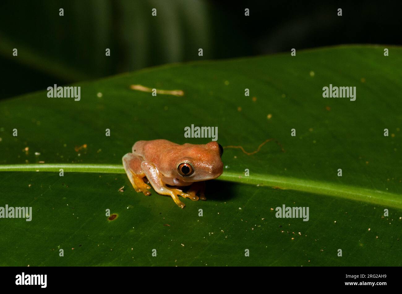 Portrait of a juvenile red-eyed tree frog, Agalychnis callidryas ...