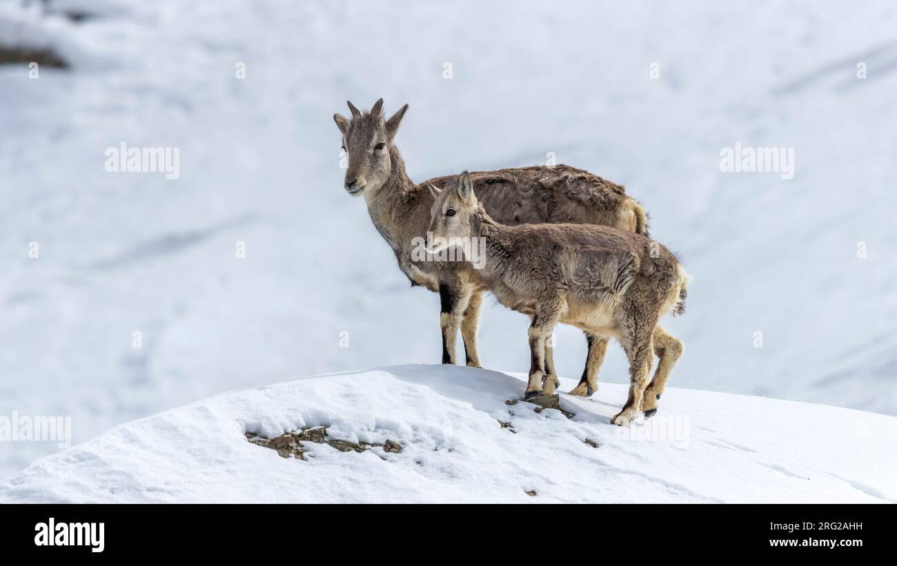 Female with cub (Pseudois nayaur) aka Himalayan Blue Sheep steady in ...