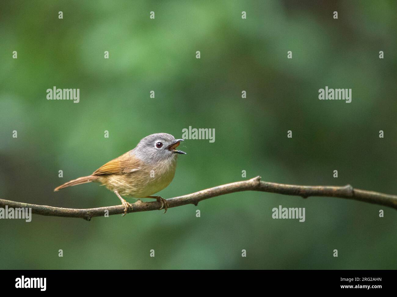 David's Fulvetta (Alcippe davidi schaefferi) in southern China, near ...