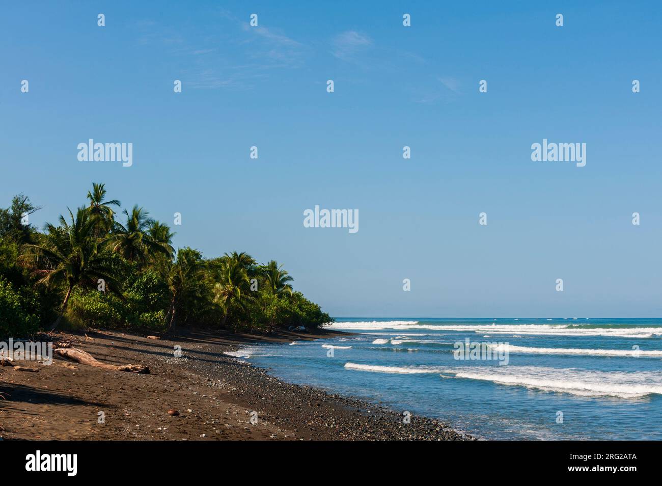 Palm trees and surging surf on a beach in Corcovado National Park. Corcovado National Park, Osa ...