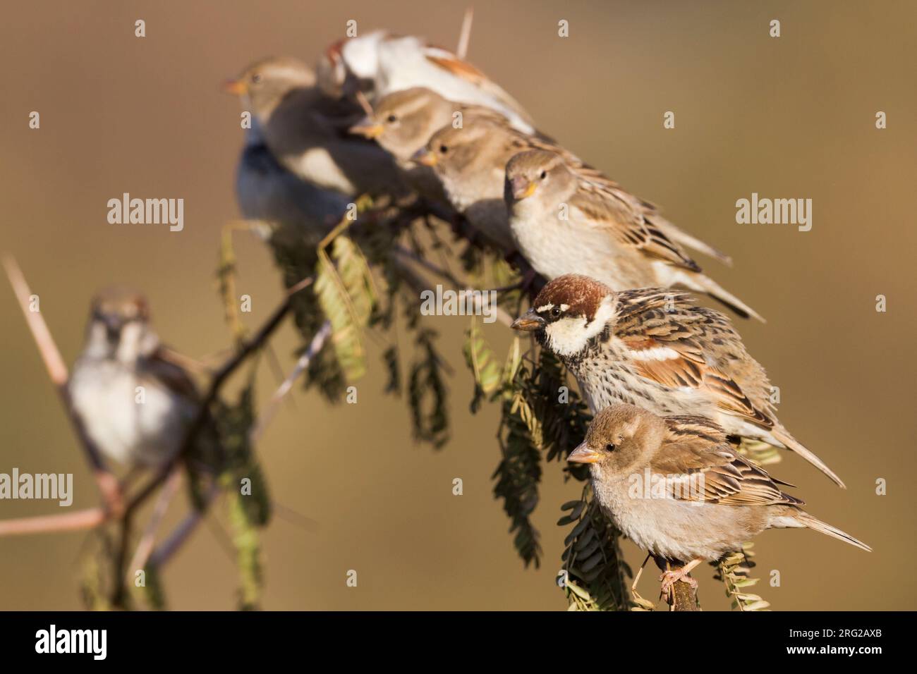 Spanish Sparrow - Weidensperling - Passer hispaniolensis ssp ...
