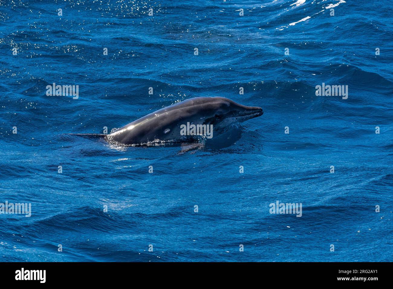 Rough-toothed Dolphin (Steno bredanensis) swimming 3km off Ponta da ...
