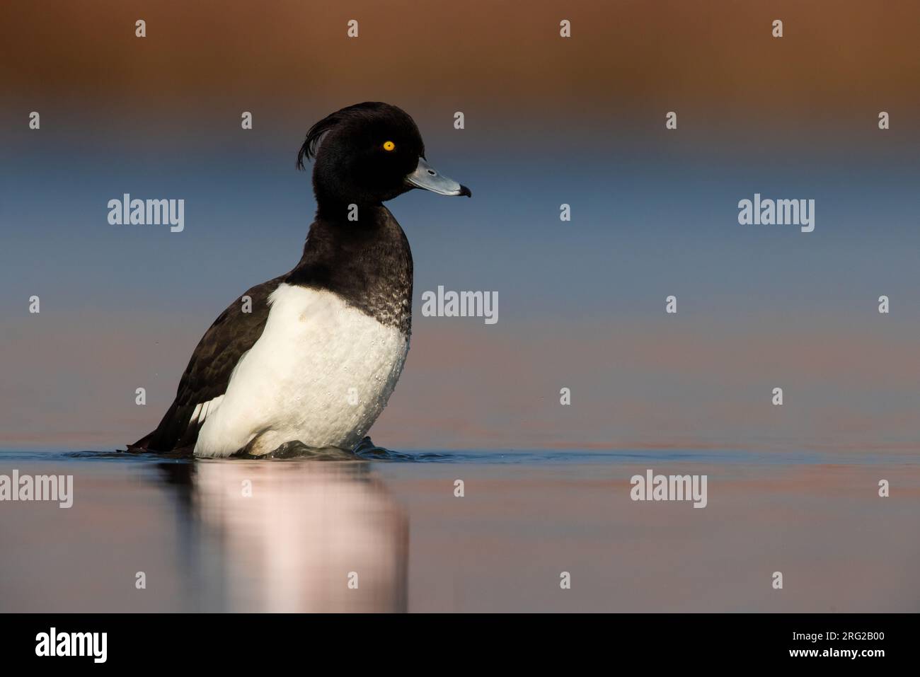 Adult male Tufted Duck, Aythya fuligula, swimming on a lake in Italy ...